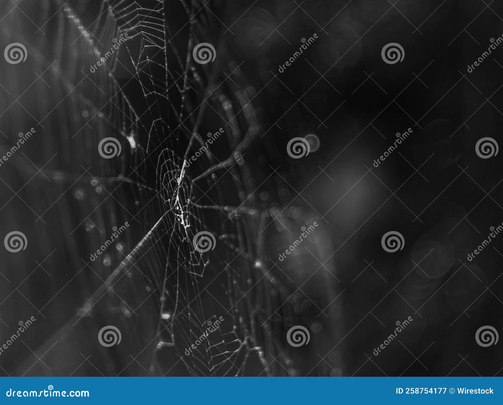 Grayscale Closeup of a Spooky Spiderweb with Dew Stock Image - Image of ...