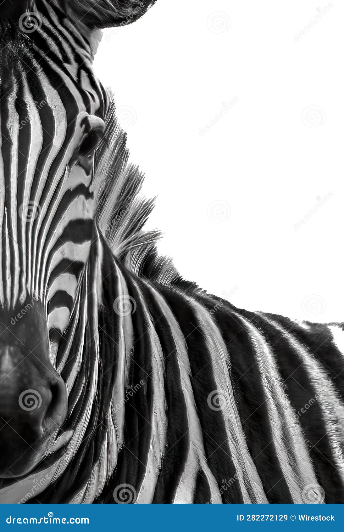 Grayscale Closeup of a Zebra on the White Background with Copy Space ...
