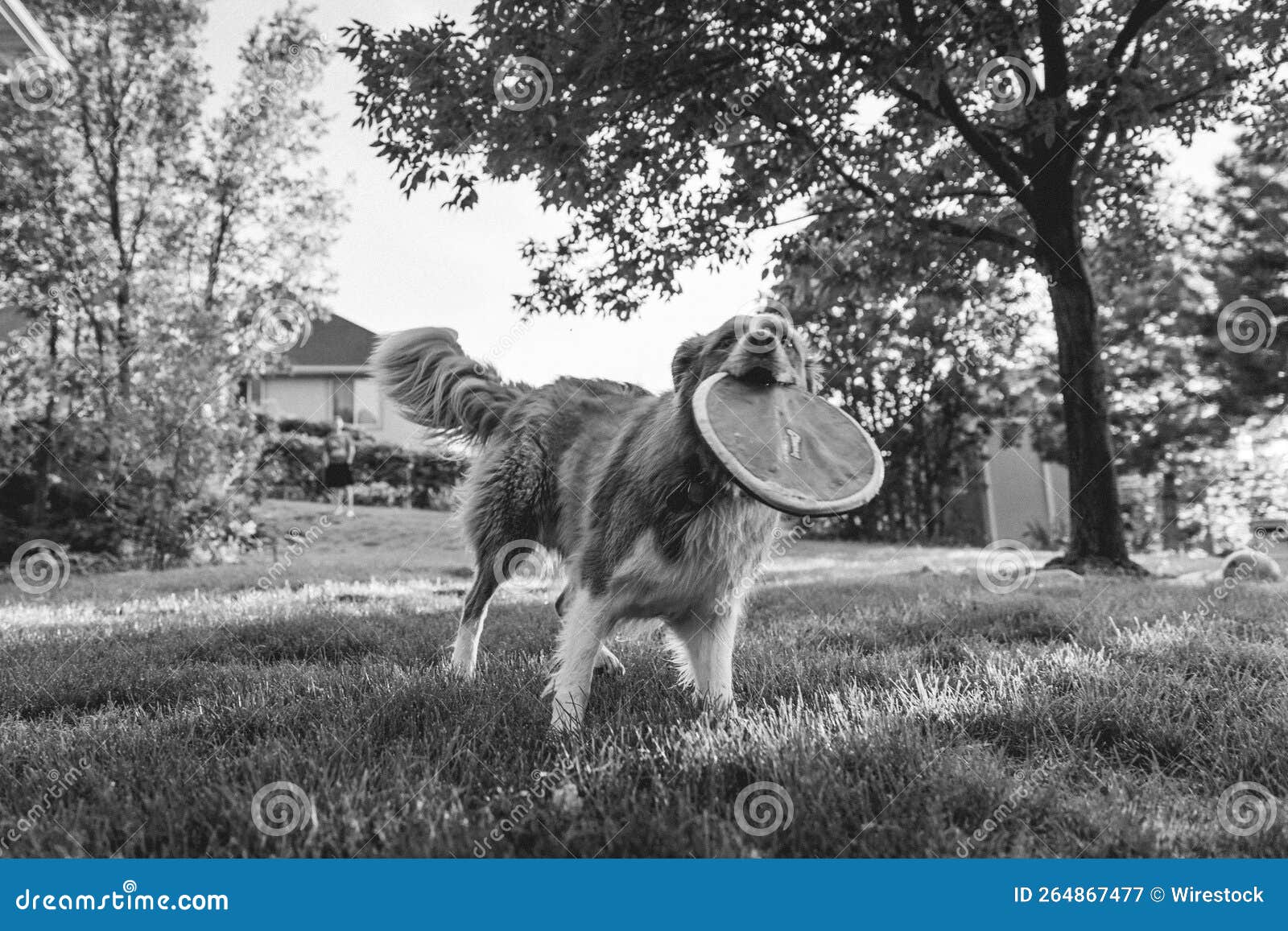 Grayscale of a Cute Australian Shepherd Dog Playing in a Yard Stock ...