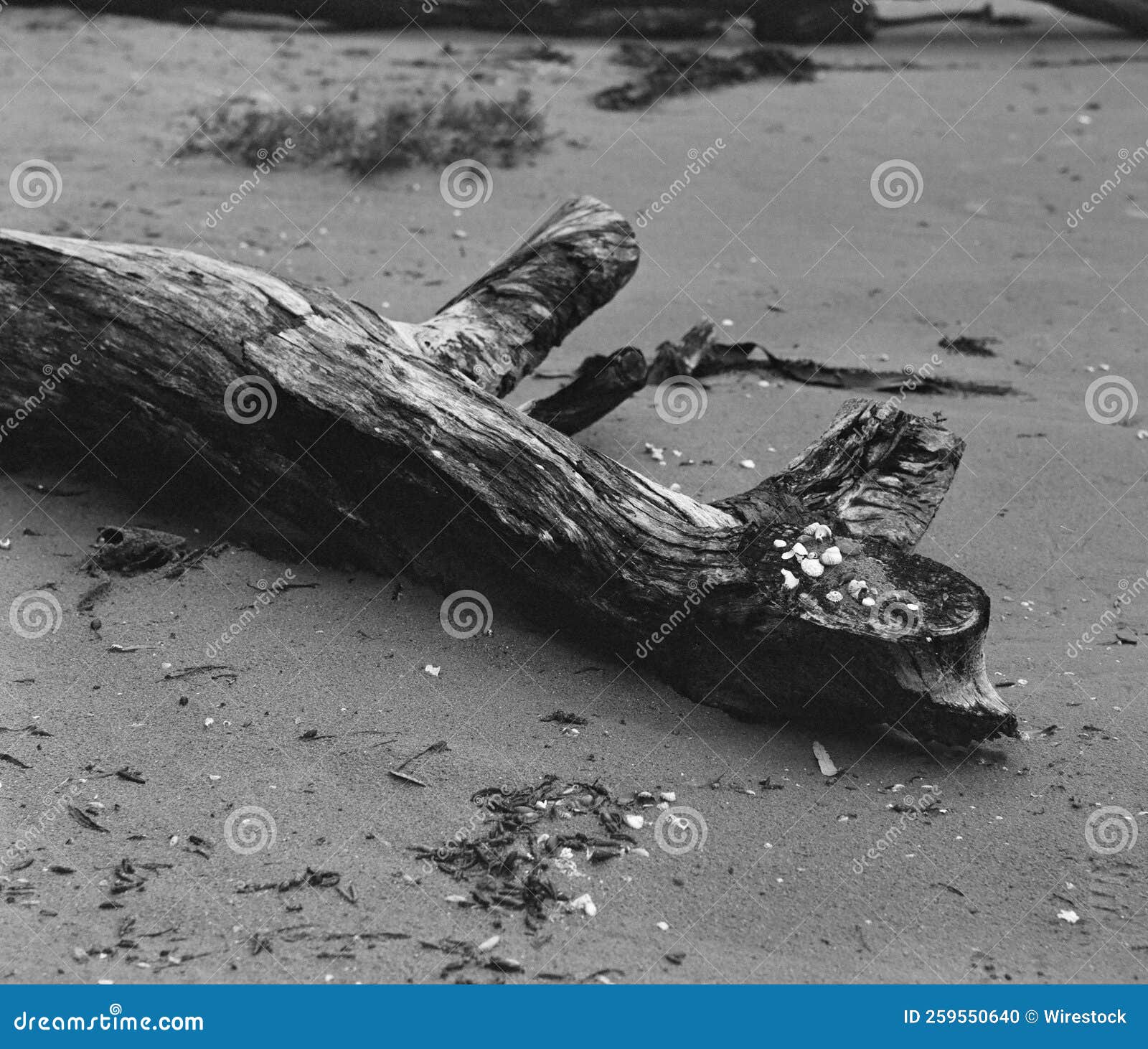 Grayscale of a Dead Tree on a Sandy Ground Stock Photo - Image of beach ...