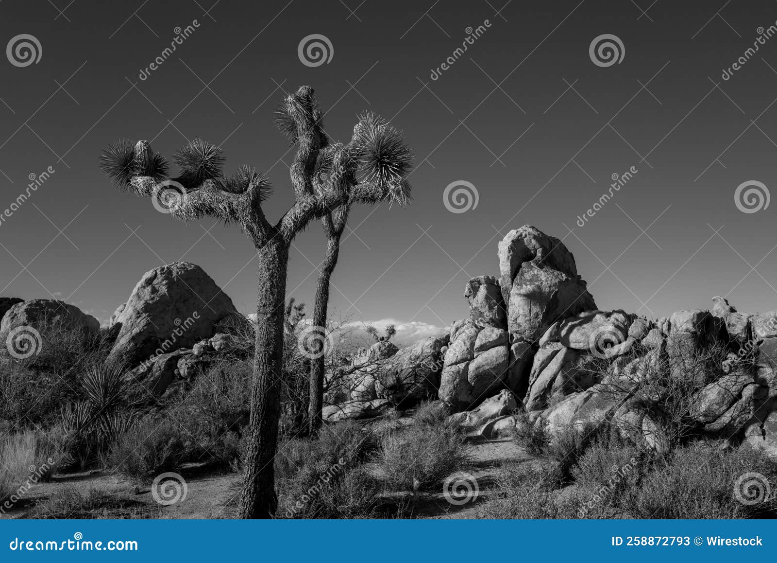 Grayscale of a Deserted Land with Yucca Trees Stock Image - Image of ...