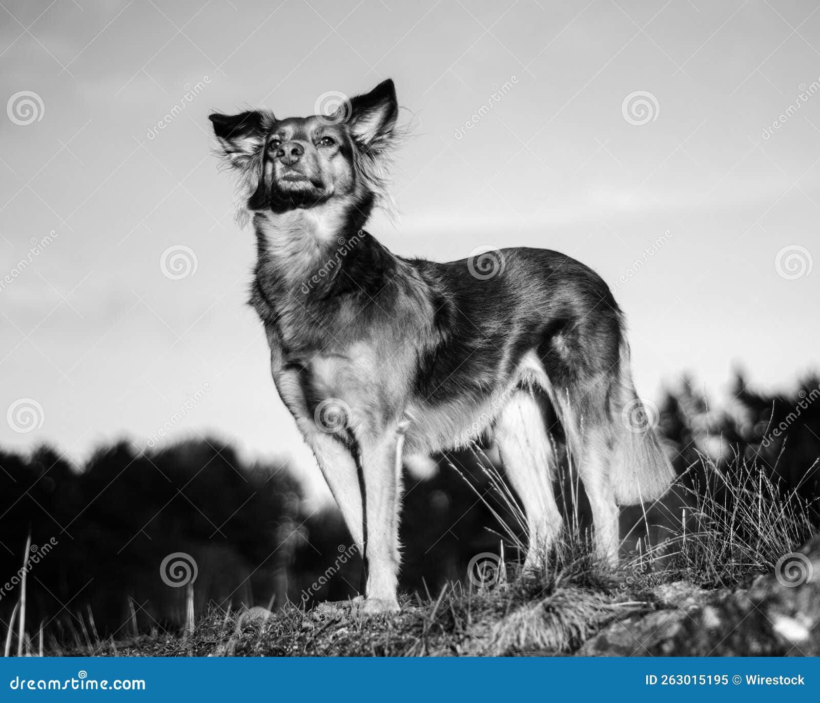 Grayscale of a Dog in a Park Stock Image - Image of domestic, animal ...