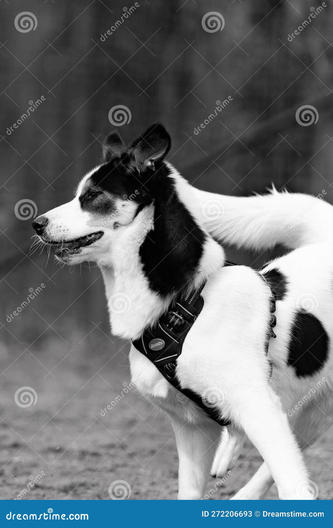 Grayscale Dog Standing in a Field Stock Image - Image of grassy, rural ...