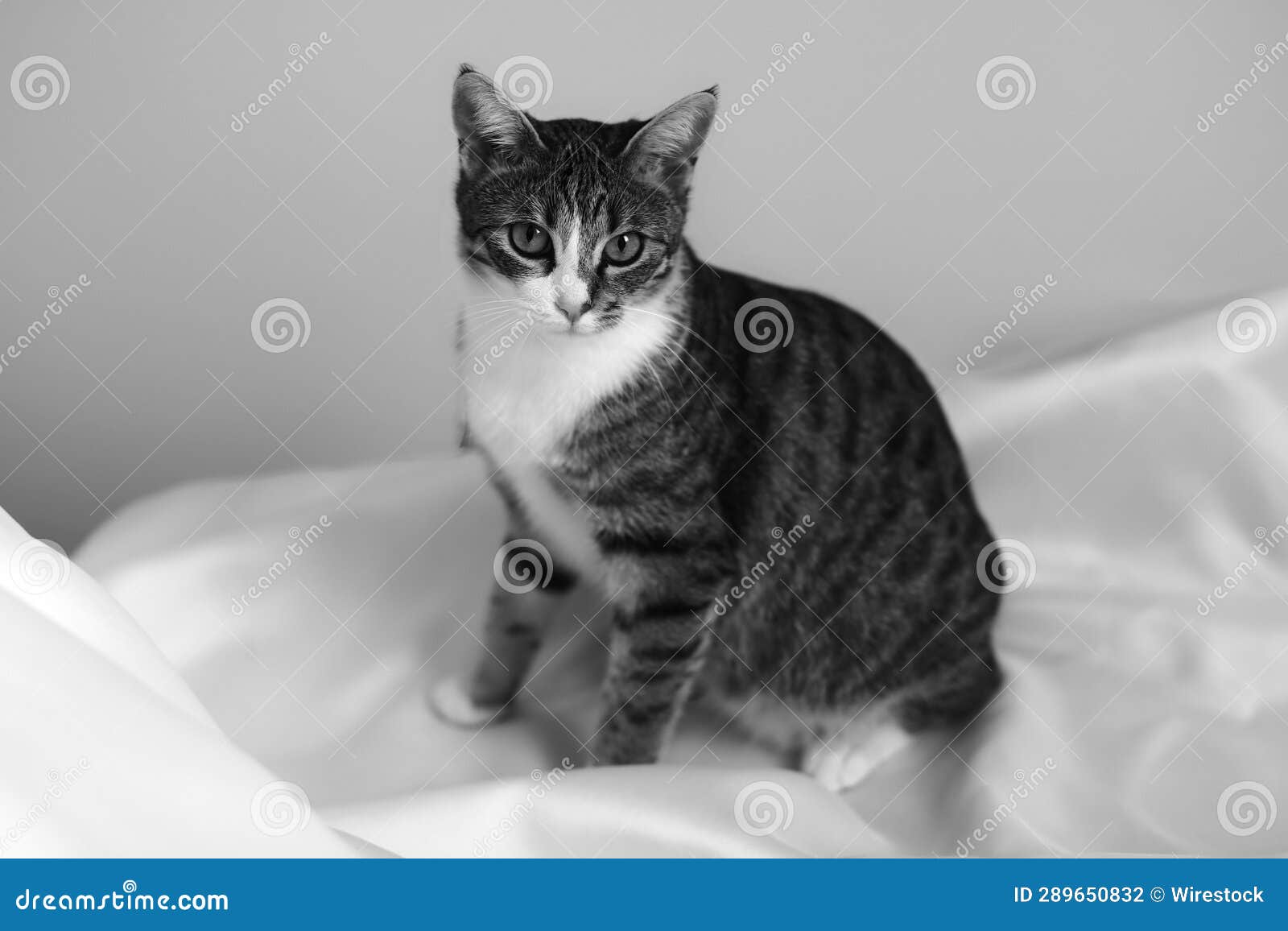 Grayscale of a Domestic Tabby Cat on a Blanket Stock Photo - Image of ...