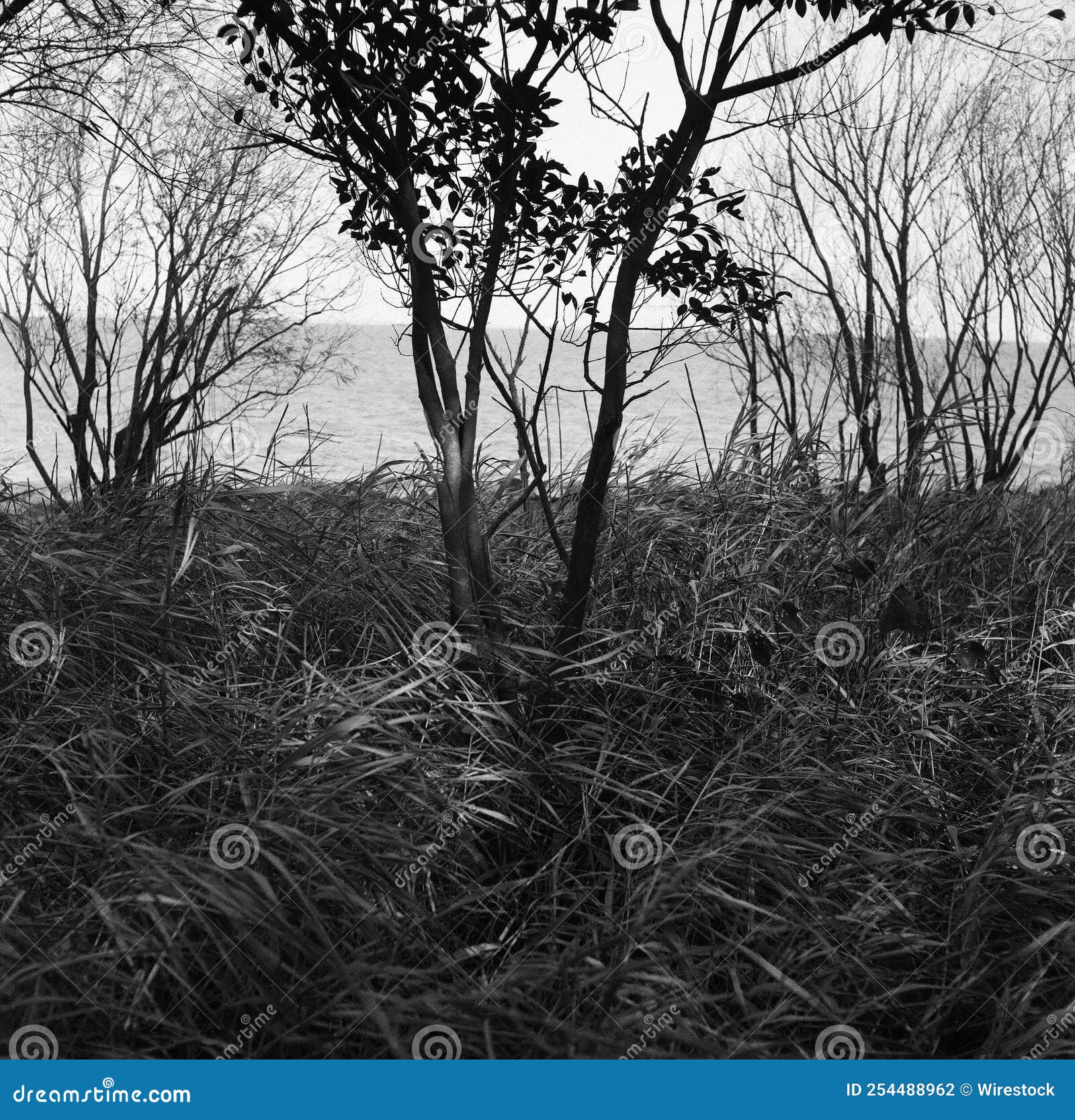Grayscale of a Dramatic Tree in the Forest Stock Photo - Image of ...