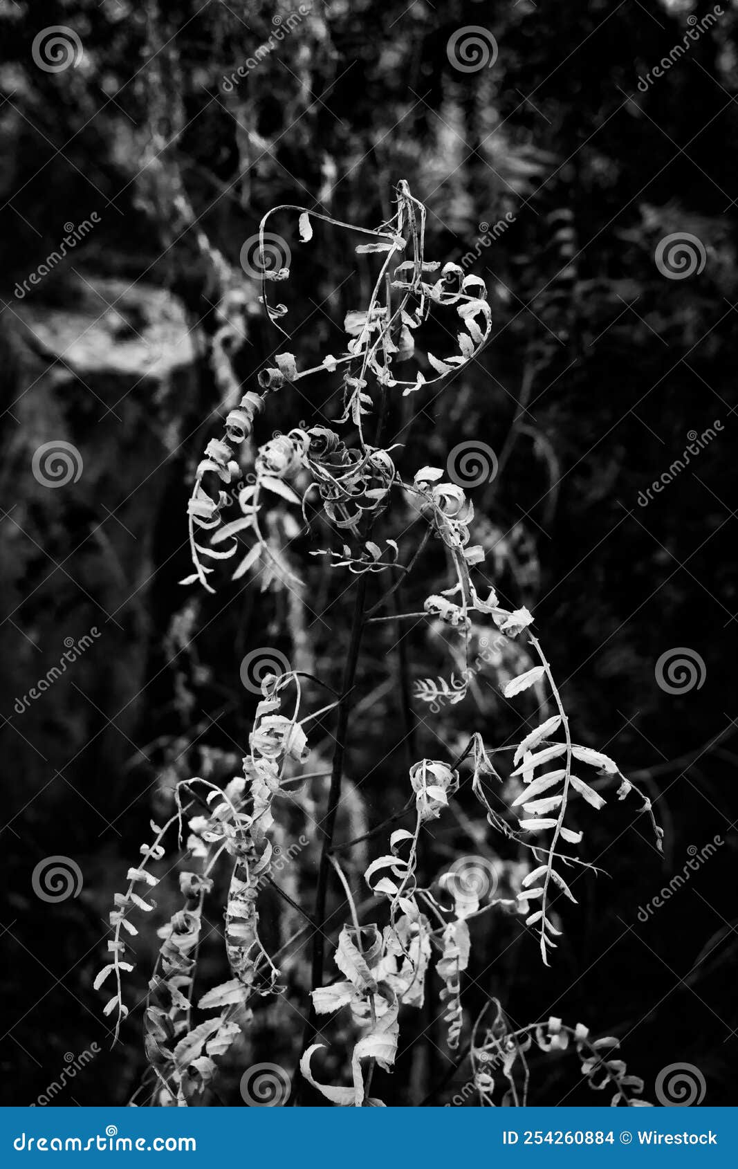 Grayscale of Evergreen Tree Leaves Stock Photo - Image of closeup ...