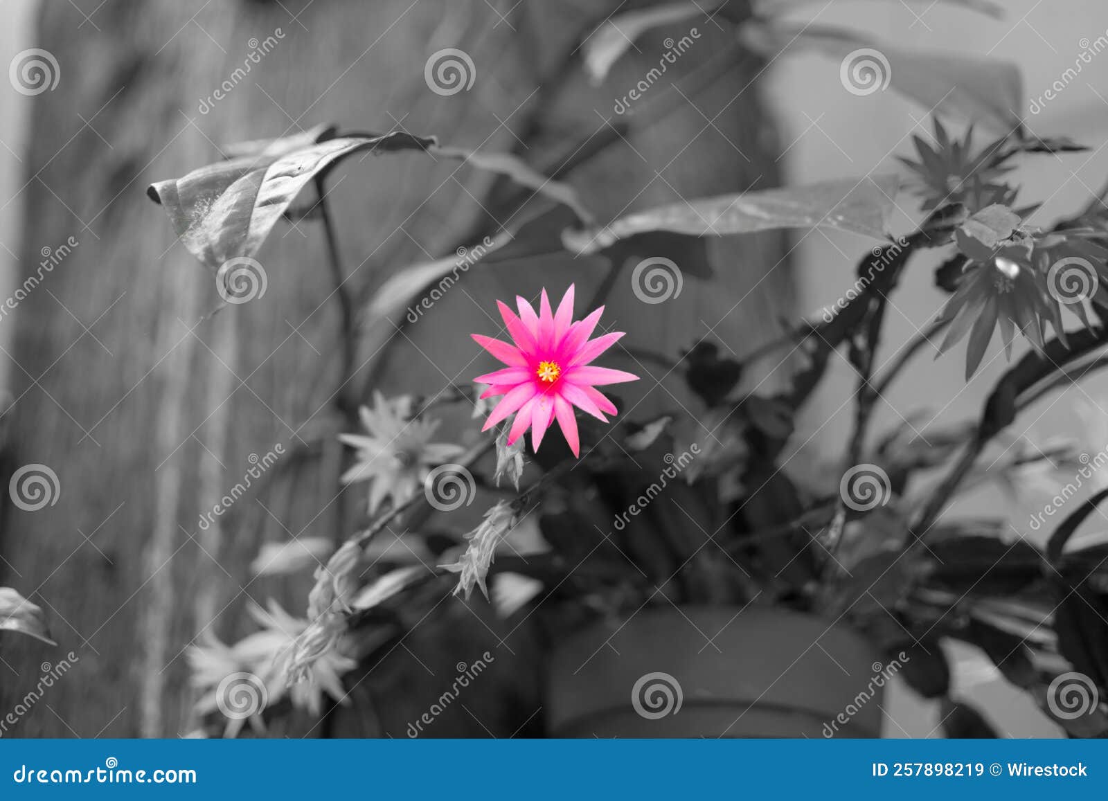 Grayscale of Flower Pot with the Focus on the Pink Flower in the Middle ...