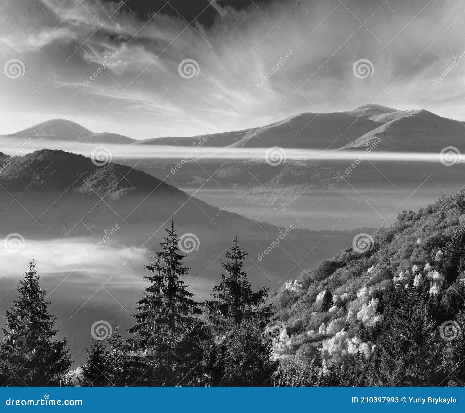 Grayscale. Forest on Autumn Slope and Clouds between the Peaks Stock ...