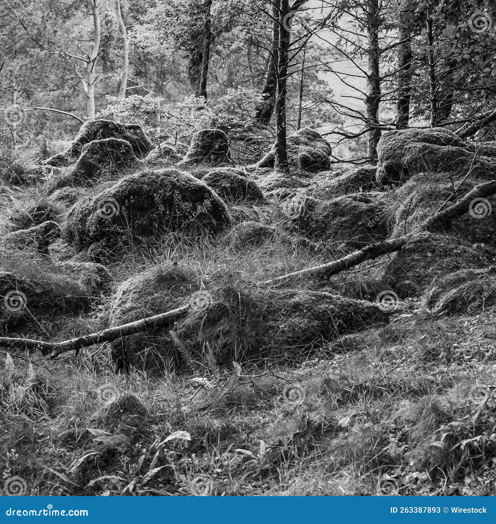Grayscale of a Forest with a Tree Fallen Over the Huge Rocks Covered in ...