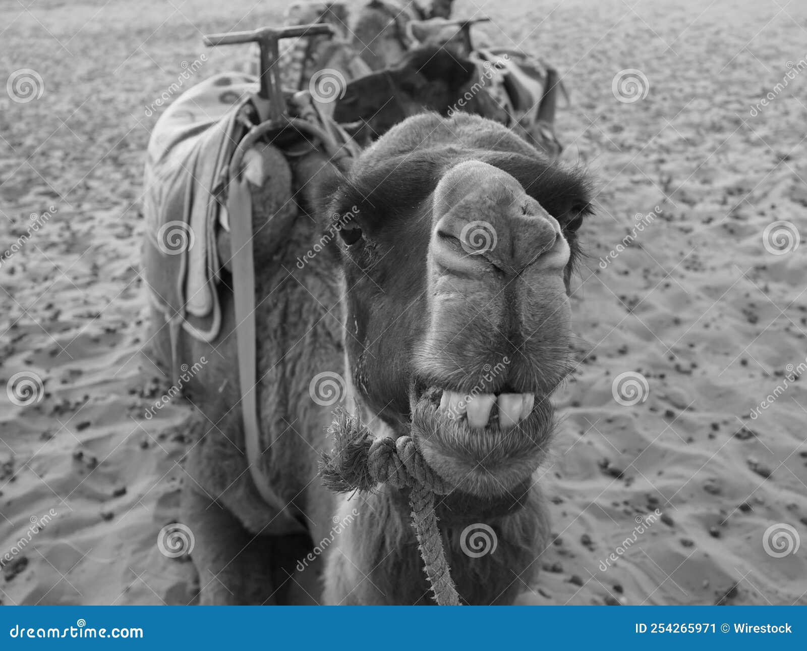 Grayscale Front View of a Camel Smiling at the Camera Stock Image ...