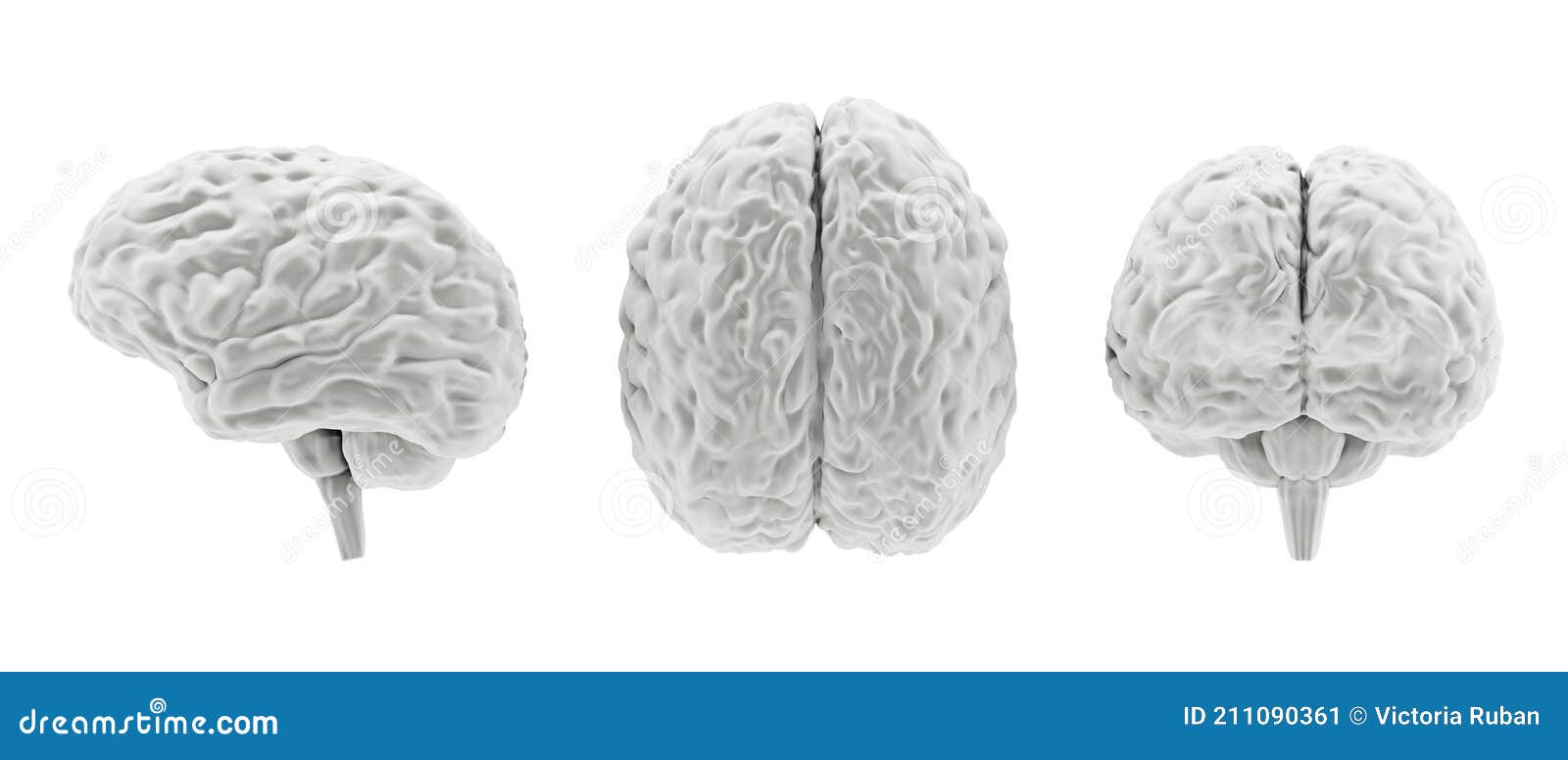 Grayscale Human Brain Model from Different Sides Stock Image ...