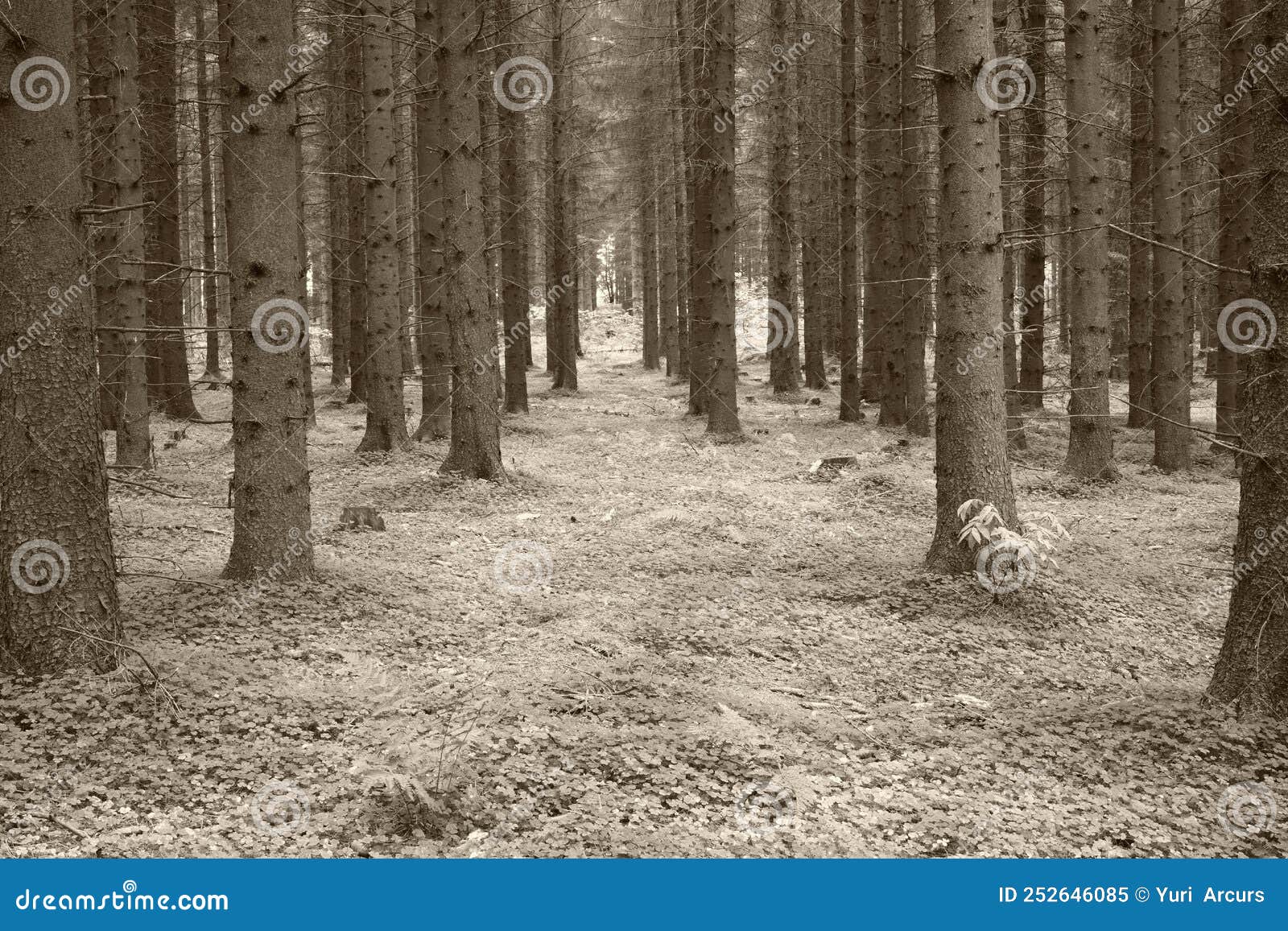 Grayscale Landscape of Autumn Leafless Trees in a Forest with Copy ...