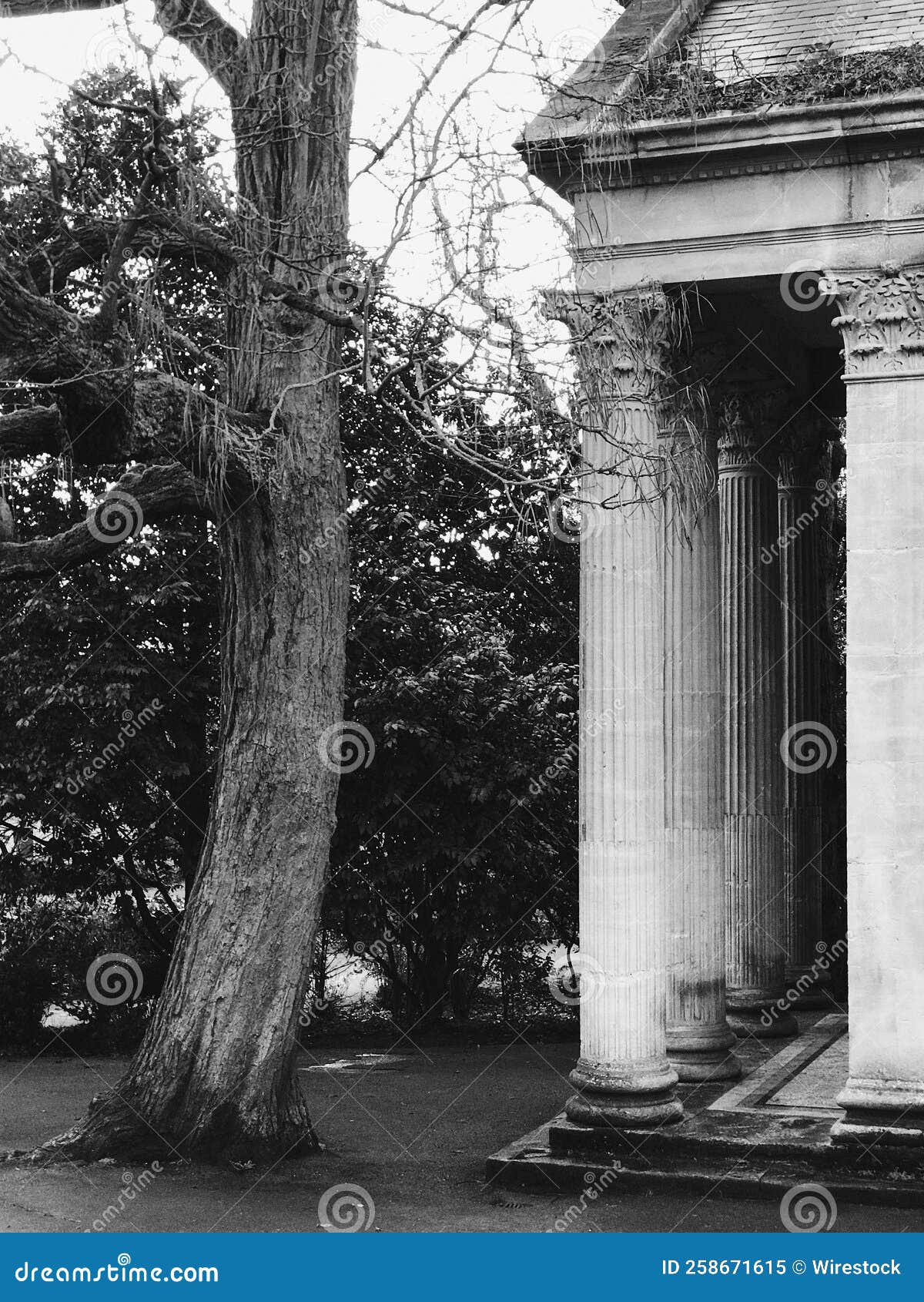 Grayscale of a Leafless Tree and a White Building on the Side Stock ...