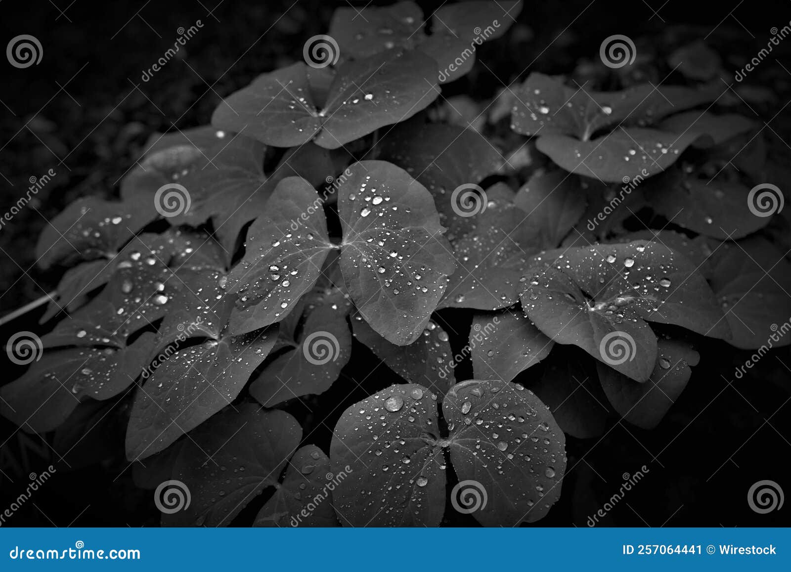 Grayscale of Leaves with Water Droplets Stock Image - Image of flora, reflection: 257064441