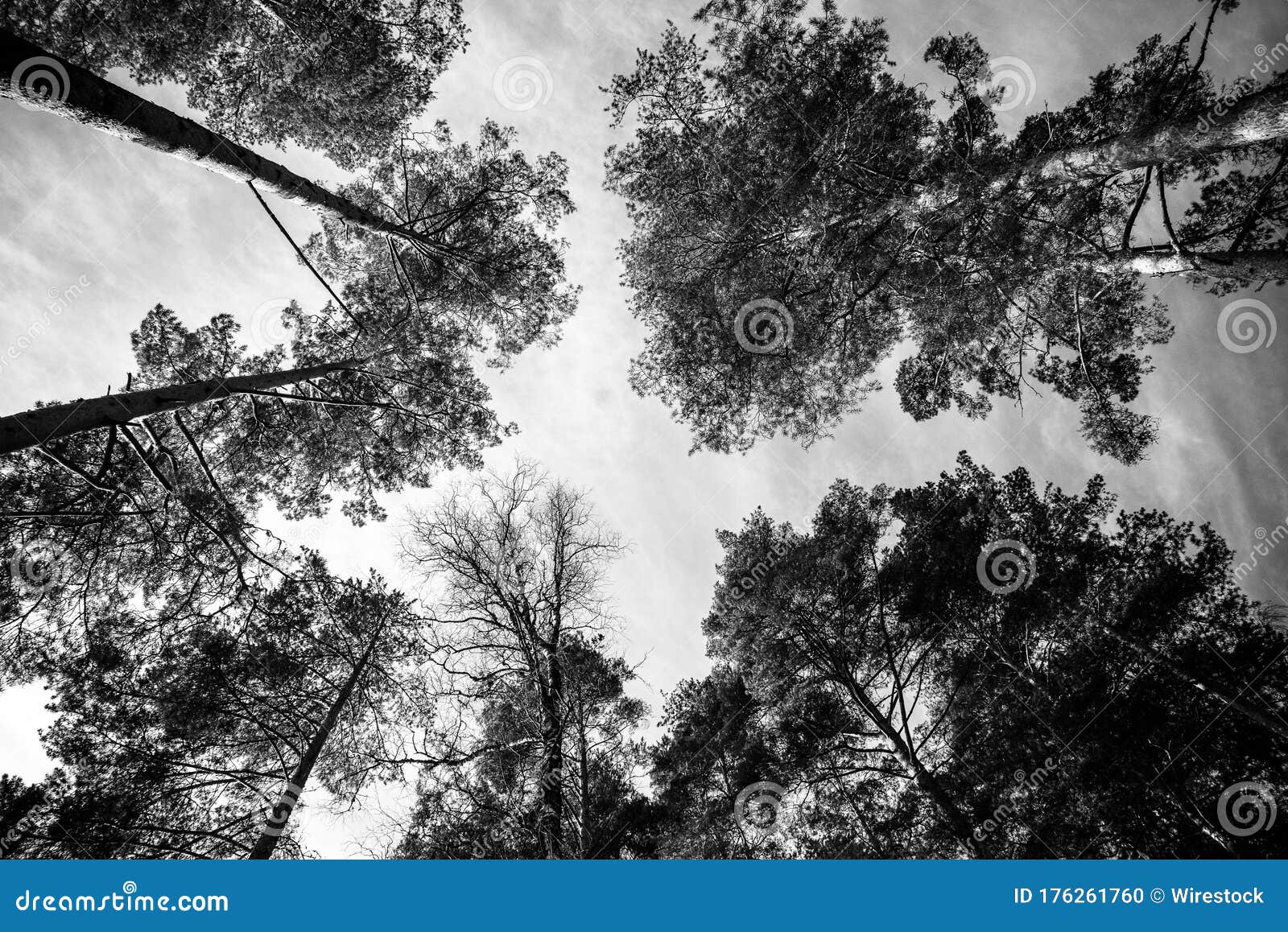 Grayscale Low Angle Shot of Tall Trees in the Forest Stock Photo ...
