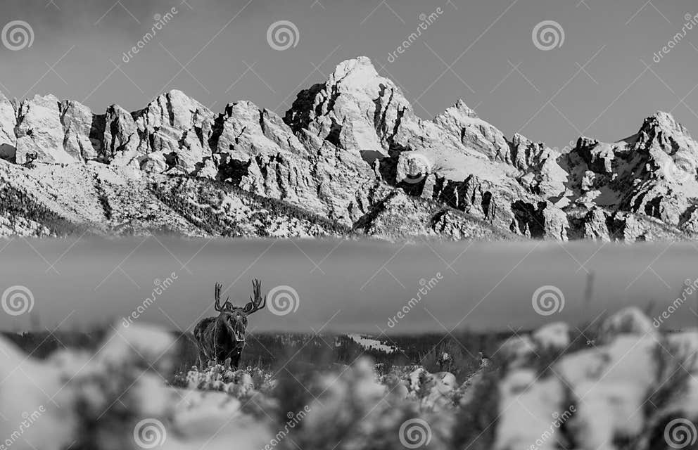 Grayscale of a Majestic Deer Stands in the Snow in Front of a Dramatic ...