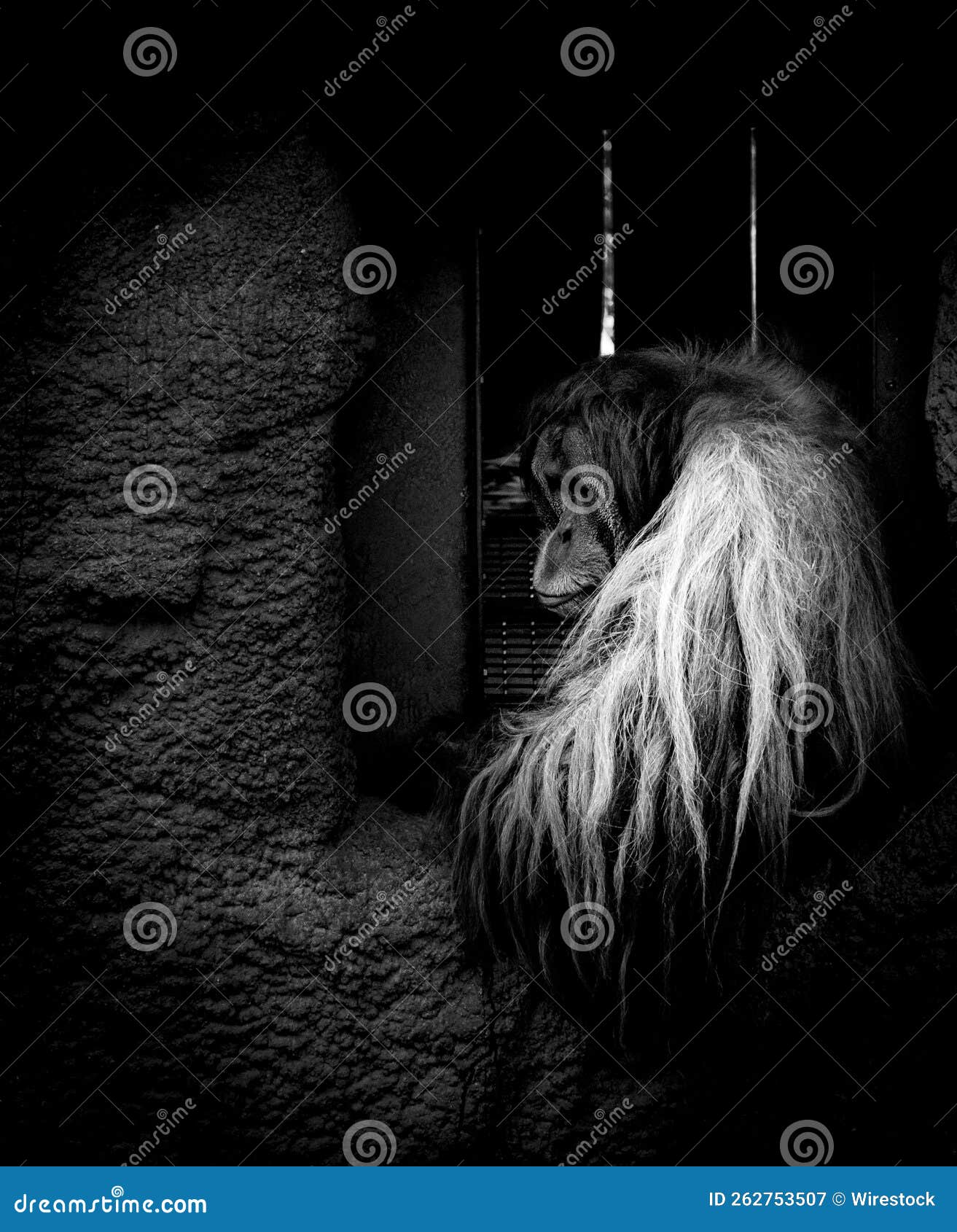 Grayscale of a Monkey in a Zoo Stock Image - Image of grayscale, mammal ...