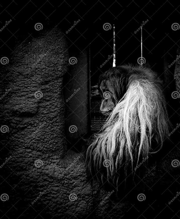 Grayscale of a Monkey in a Zoo Stock Image - Image of grayscale, mammal ...