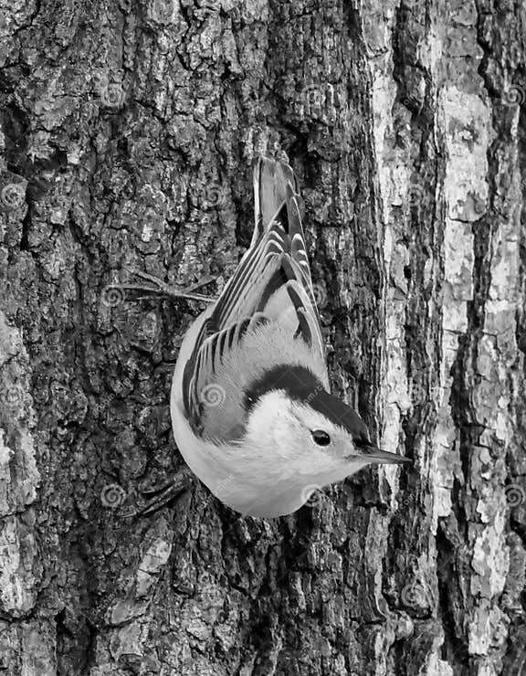 Grayscale of Nuthatch Perched on a Tree Branch, with Its Claws Gripping ...