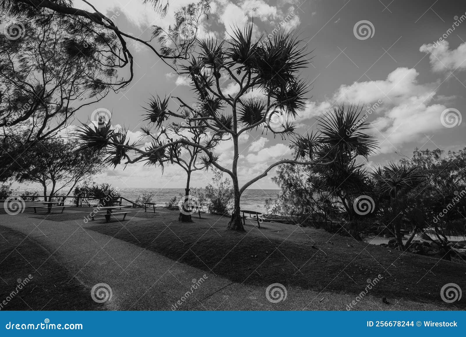 Grayscale of a Park at the Snapper Rocks Stock Photo - Image of travel ...