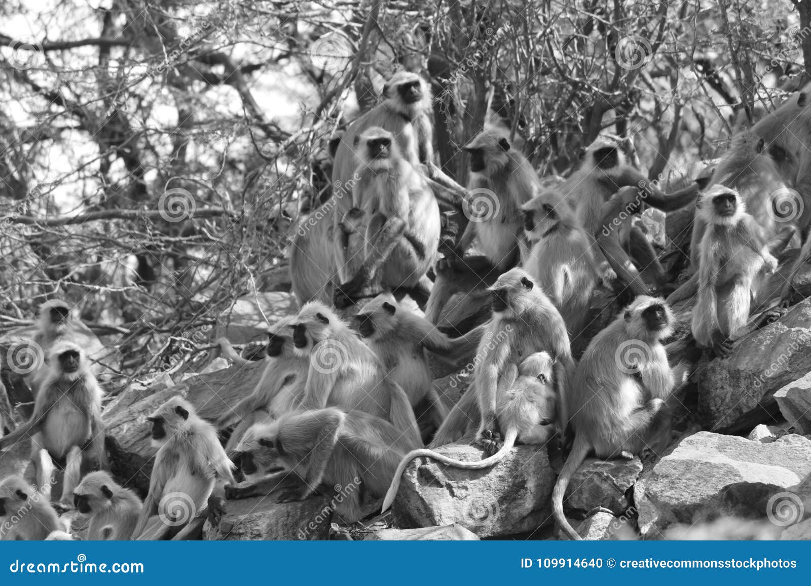 Grayscale Photo Of Monkeys Picture. Image: 109914640