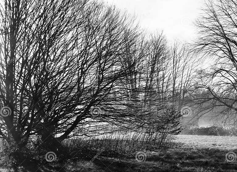 Grayscale Photo of Multiple Trees in a Field Setting Stock Photo ...