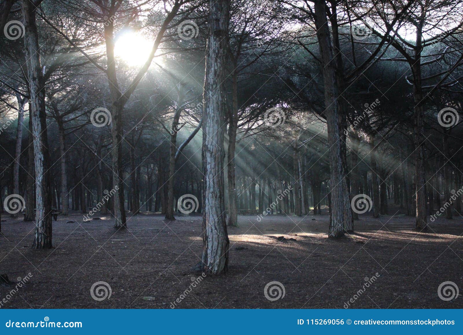 Grayscale Photo Of Trees Picture. Image: 115269056