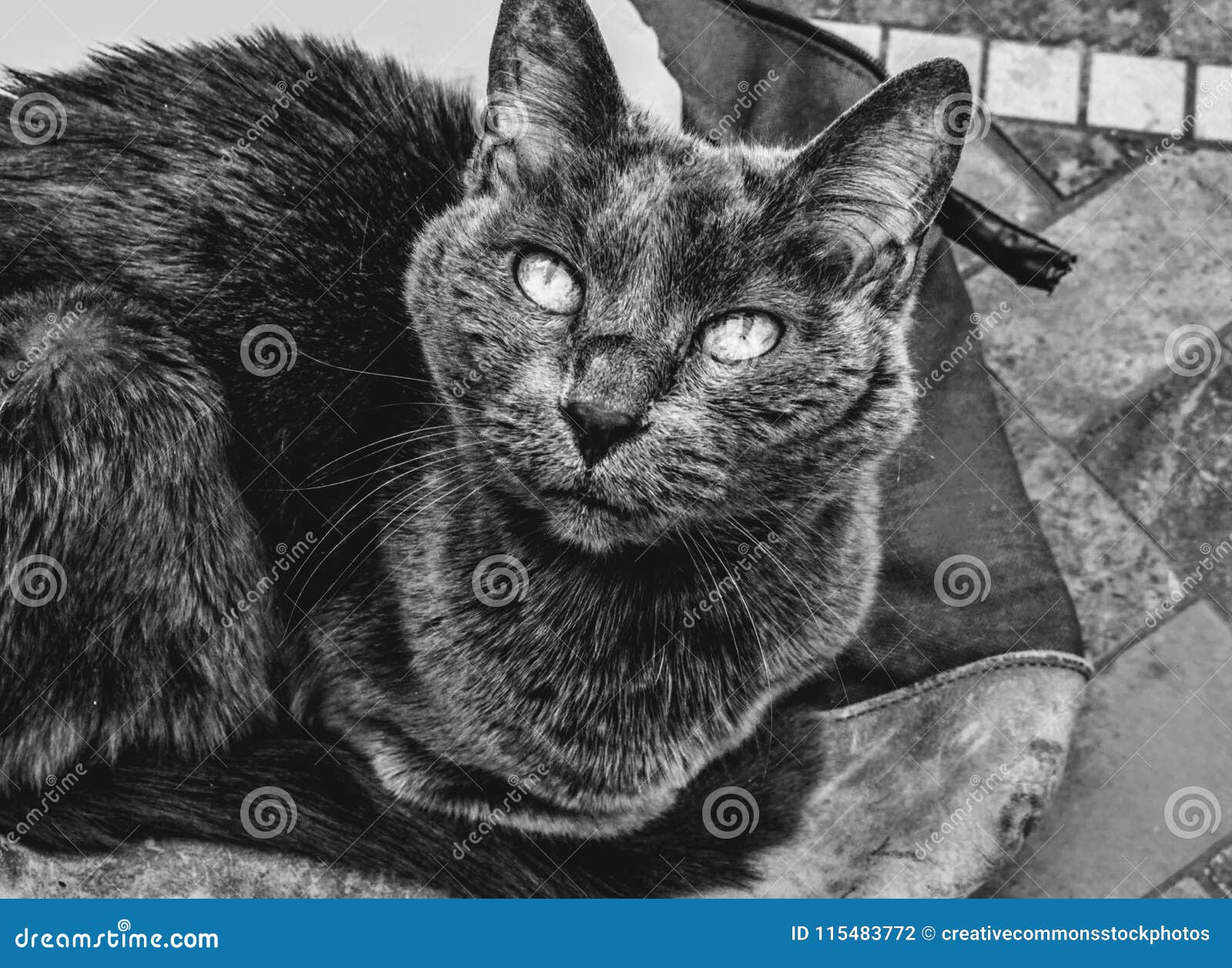 Grayscale Photography Of Cat Picture. Image: 115483772