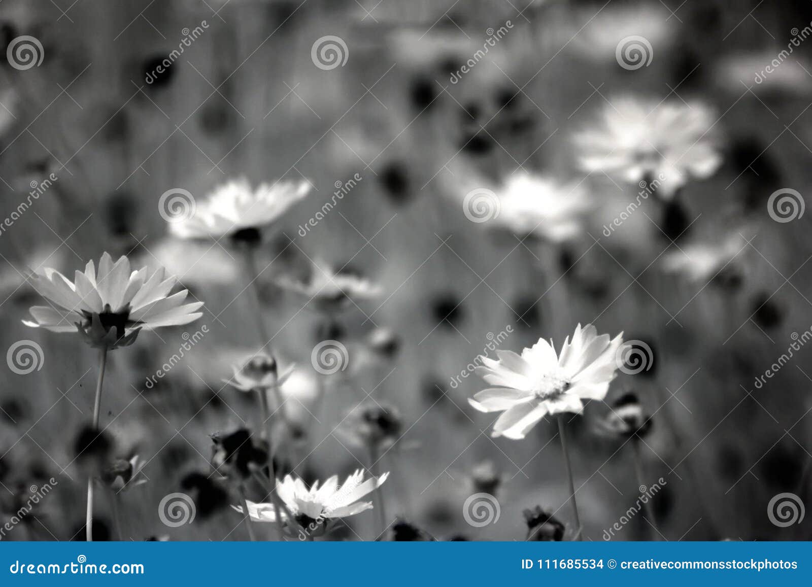 Grayscale Photography Of Daisy Flowers Picture. Image: 111685534