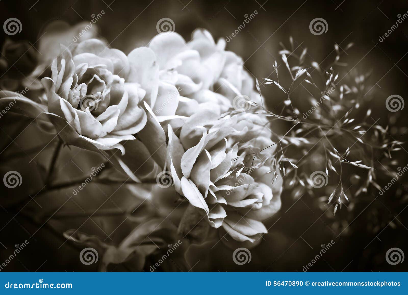Grayscale Photography Of Flowers Picture. Image: 86470890