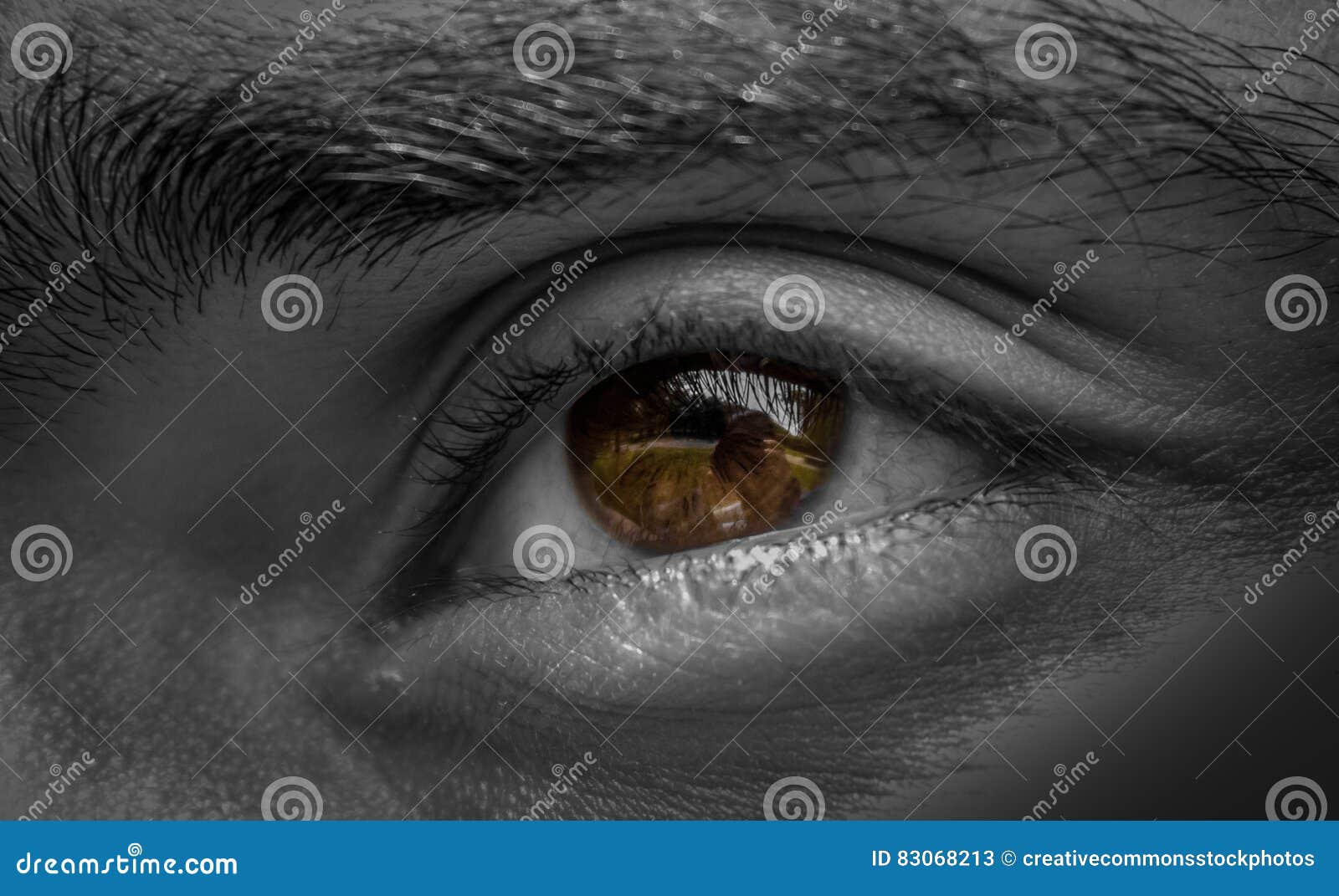Grayscale Photography Of Human Left Eye Picture. Image: 83068213