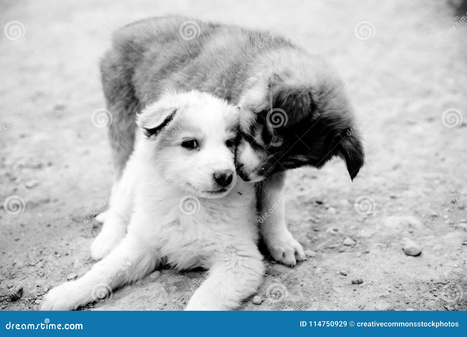 Grayscale Photography Of Two Puppies Picture. Image: 114750929