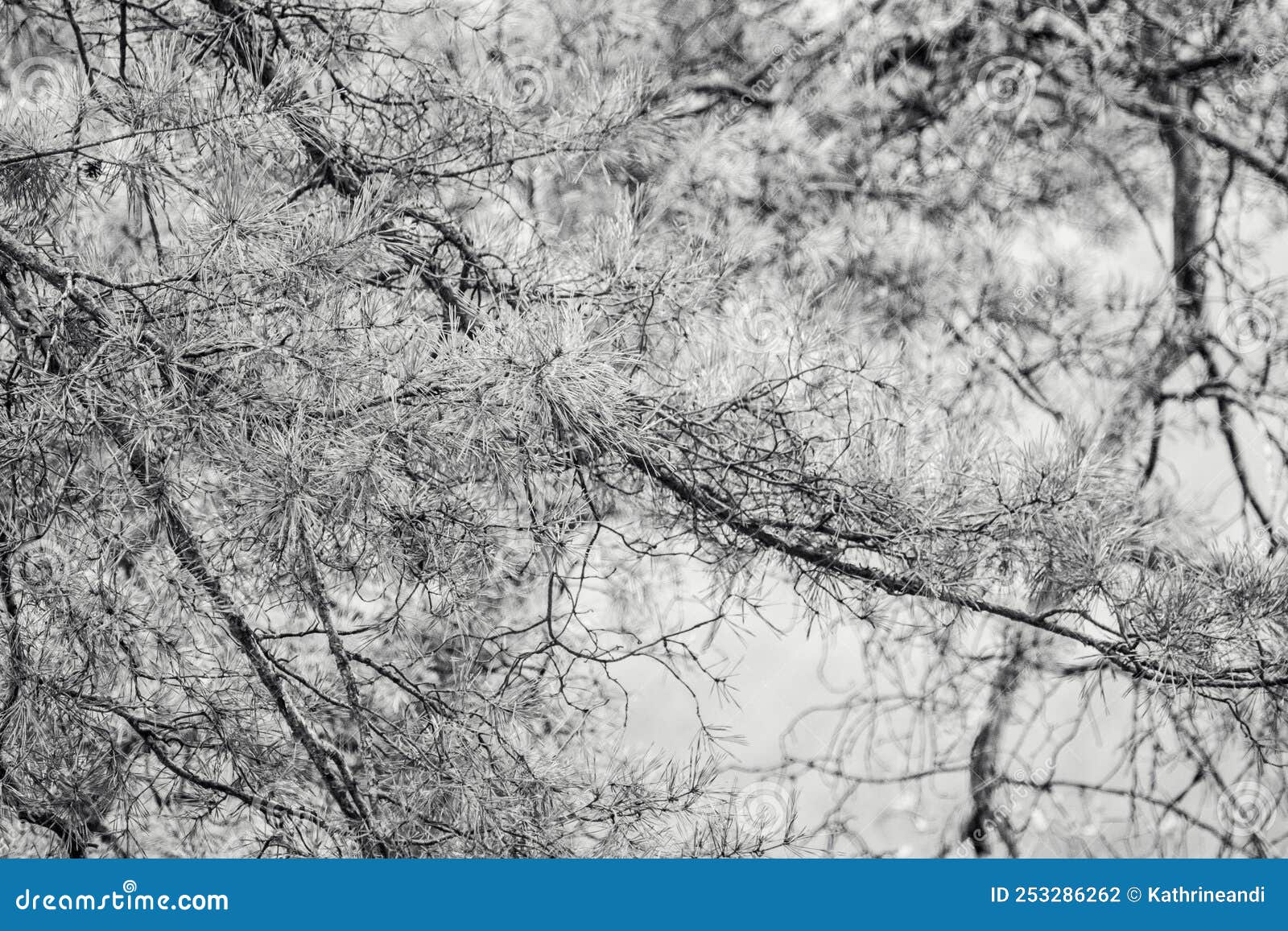Grayscale Pine Tree Branch Close-up Stock Photo - Image of natural ...