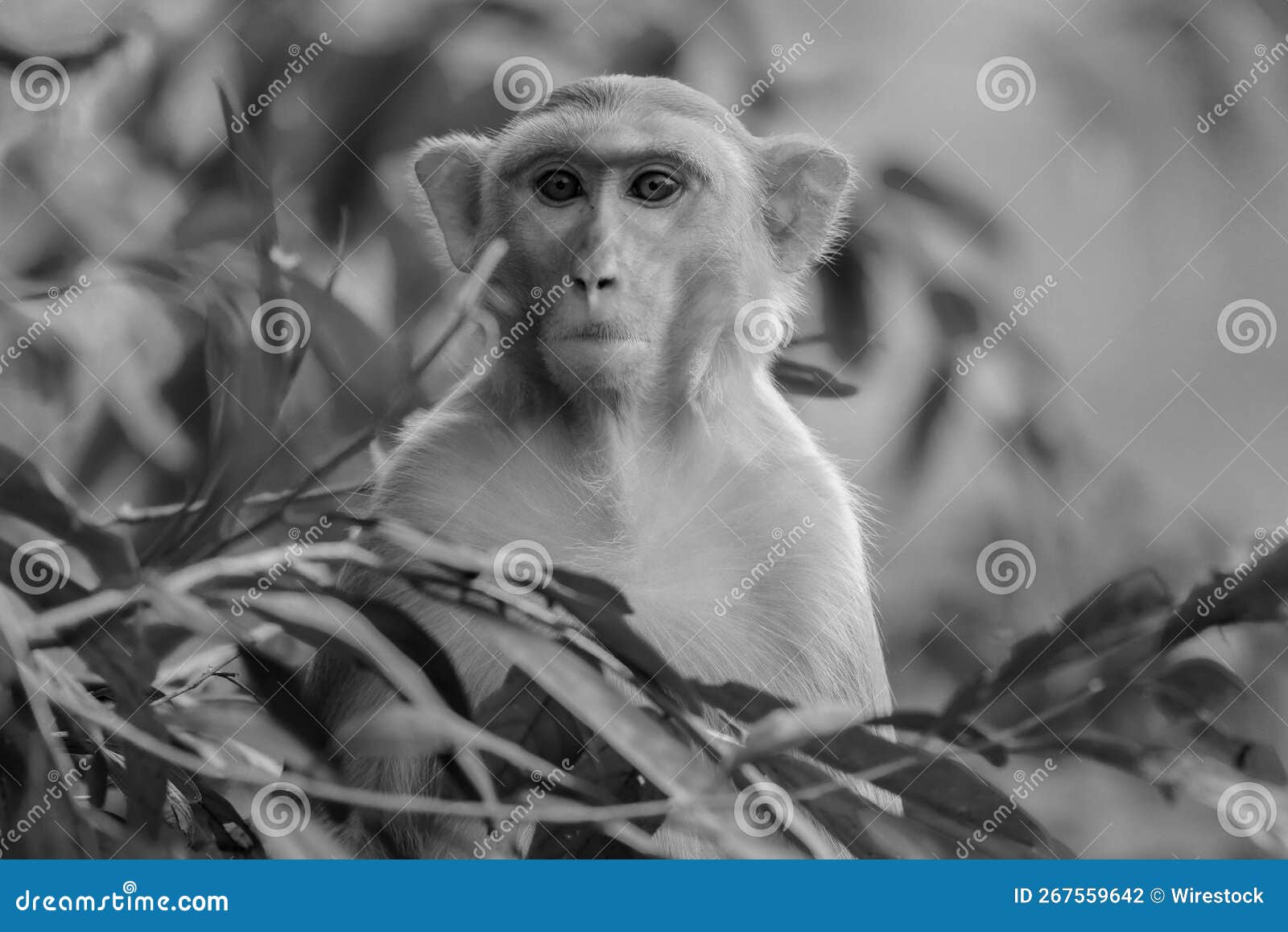 Grayscale Portrait of Adorable Monkey on a Tree with Leaves Stock Photo ...