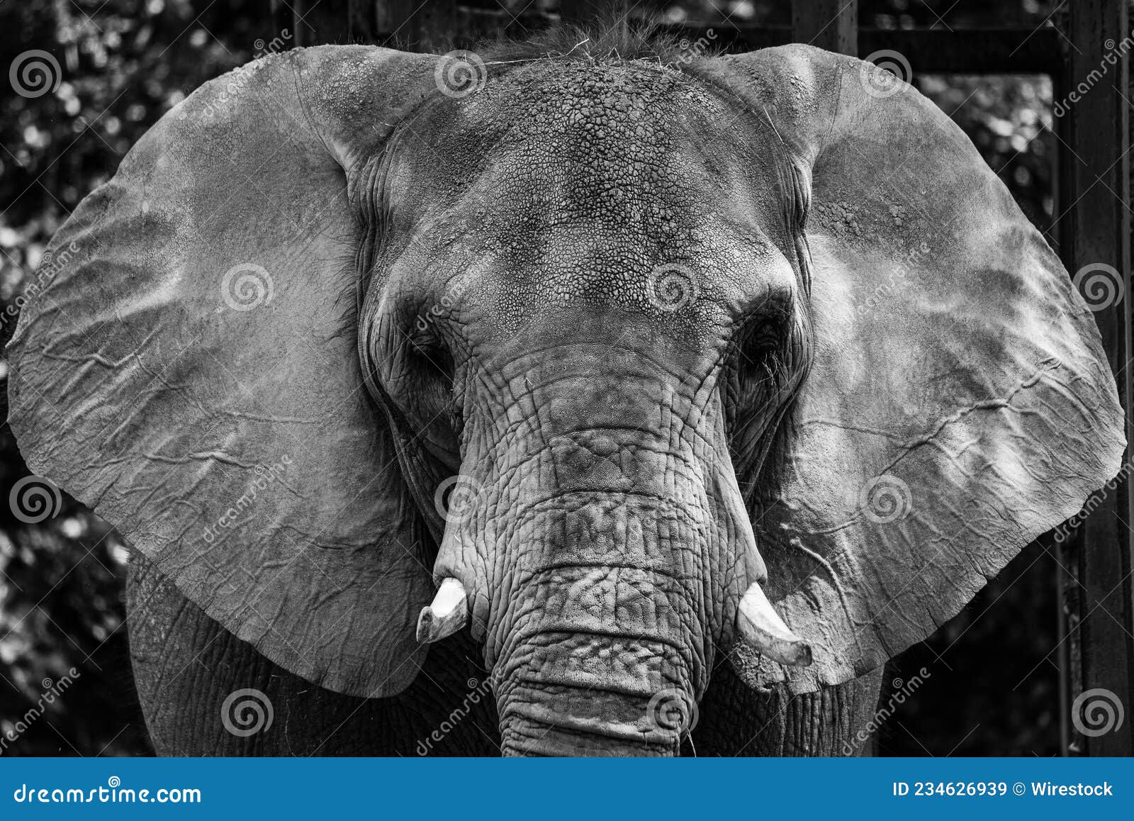 Grayscale Portrait of an Elephant Stock Image - Image of nature, fauna ...