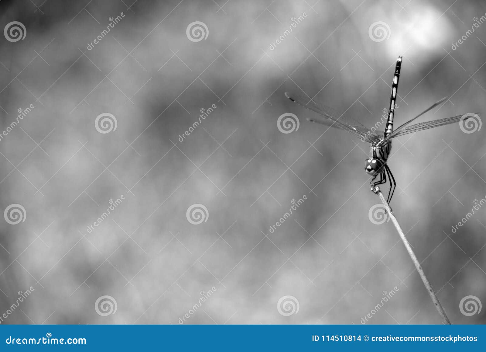 Grayscale And Selective Focus Photography Of Dragonfly Perching On Twig ...