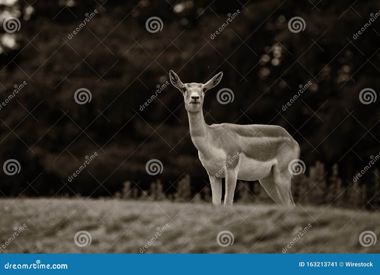 Grayscale Selective Focus Shot of a White-tailed Deer Observing the ...