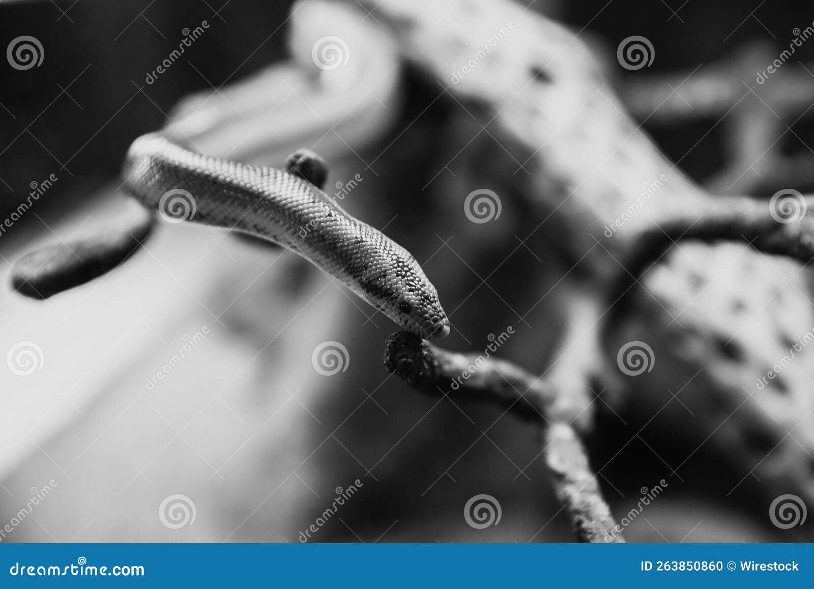 Grayscale Selective Shot of a Snake Moving Along a Branch Stock Photo ...