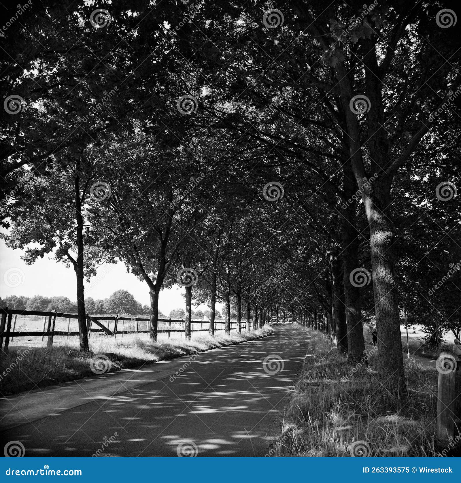 Grayscale of a Shaded Road Under Trees on a Ranch Stock Image - Image ...