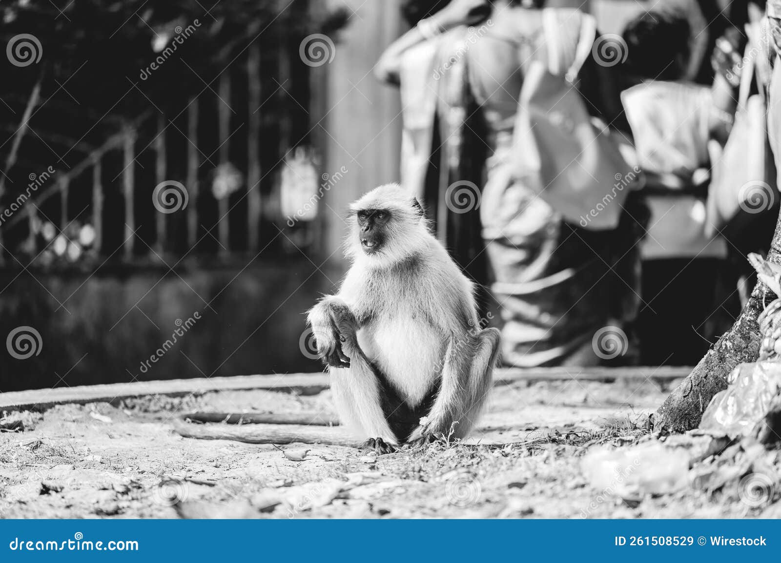 Grayscale Shallow Focus Shot of a Monkey Stock Image - Image of looking ...