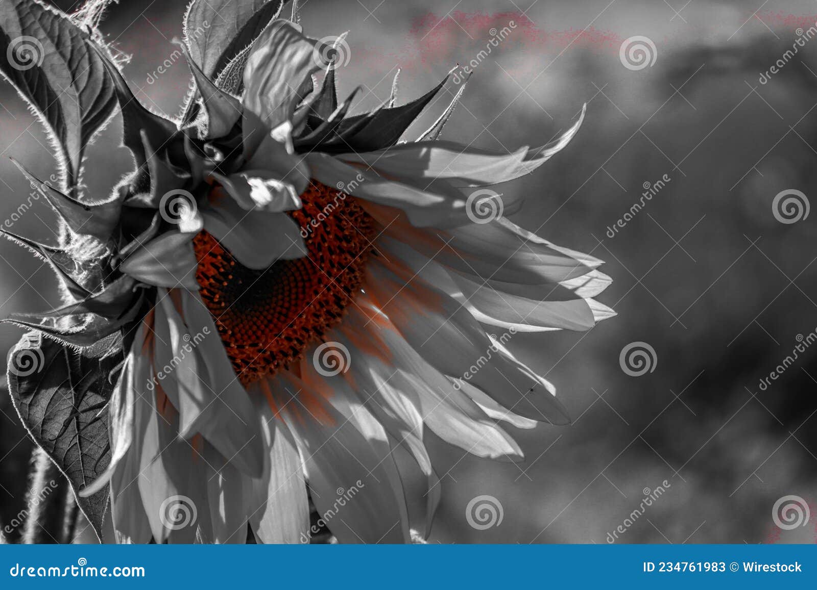 Grayscale Shallow Focus of a Sunflower Flower Stock Image - Image of ...
