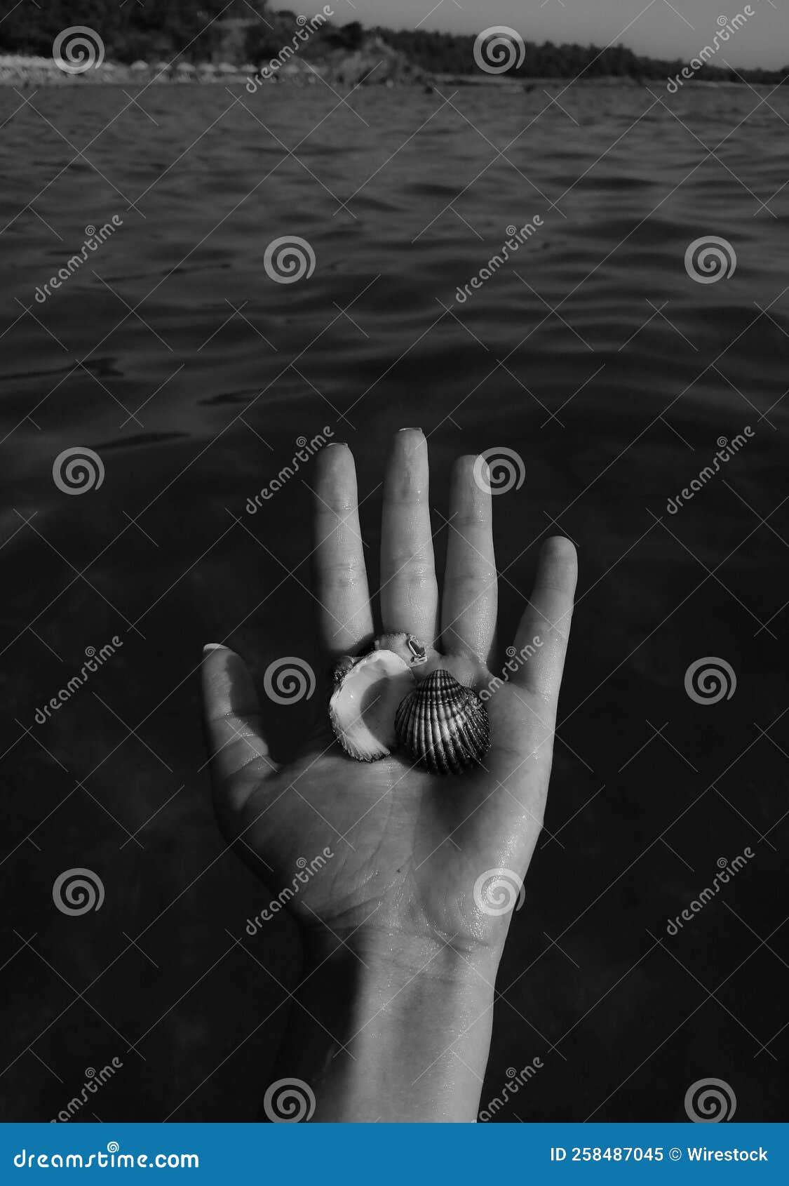 Grayscale of Shells on a Palm Over the Surface of the Sea Stock Image ...