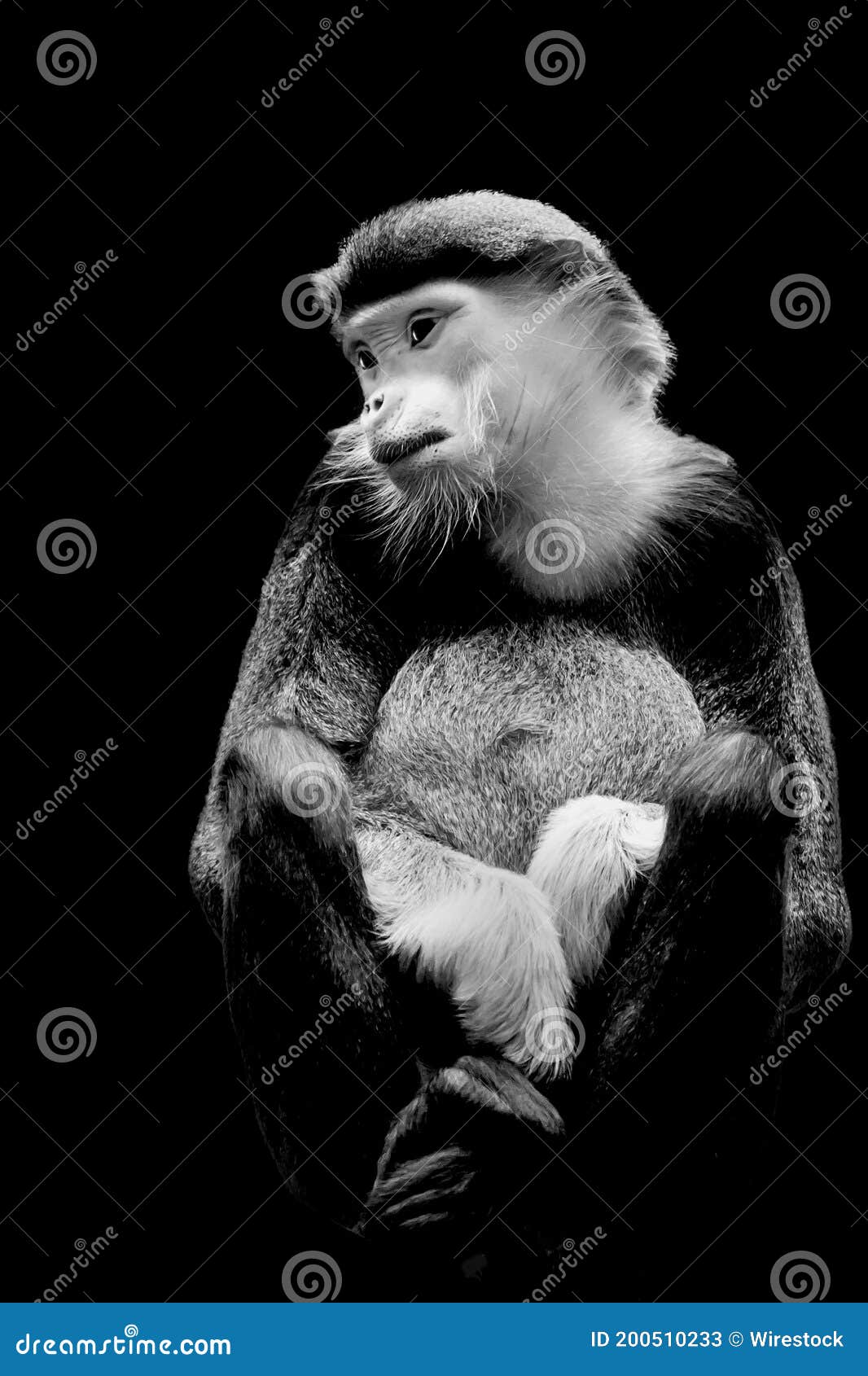 Grayscale Shot of an Adorable Monkey Stock Image - Image of nature ...