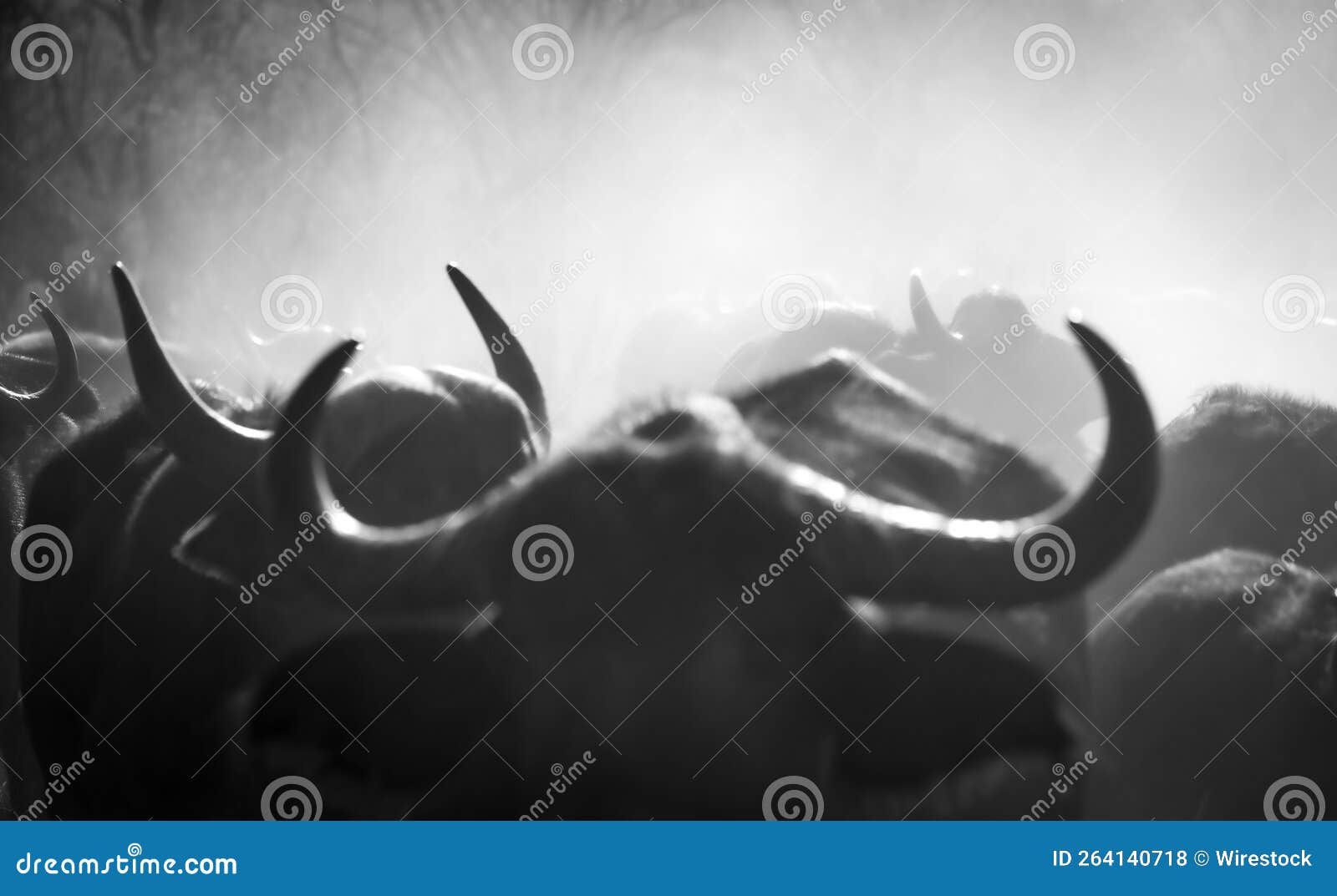 Grayscale Shot of African Buffaloes& X27; Herd in Dust. Stock Photo ...