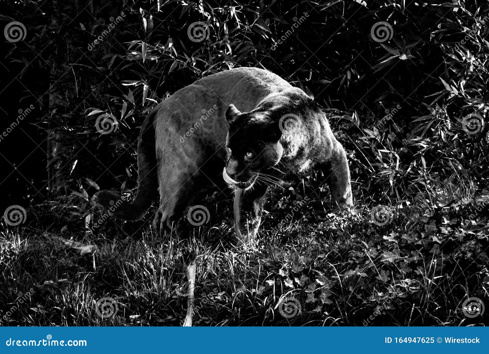 Grayscale Shot of an Angry Lynx Getting Ready To Attack Its Victim in ...