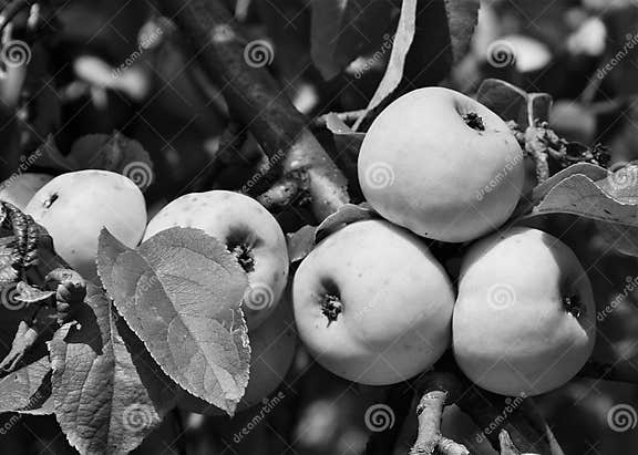 Grayscale Shot of Apples on a Branch Stock Image - Image of farm, green ...