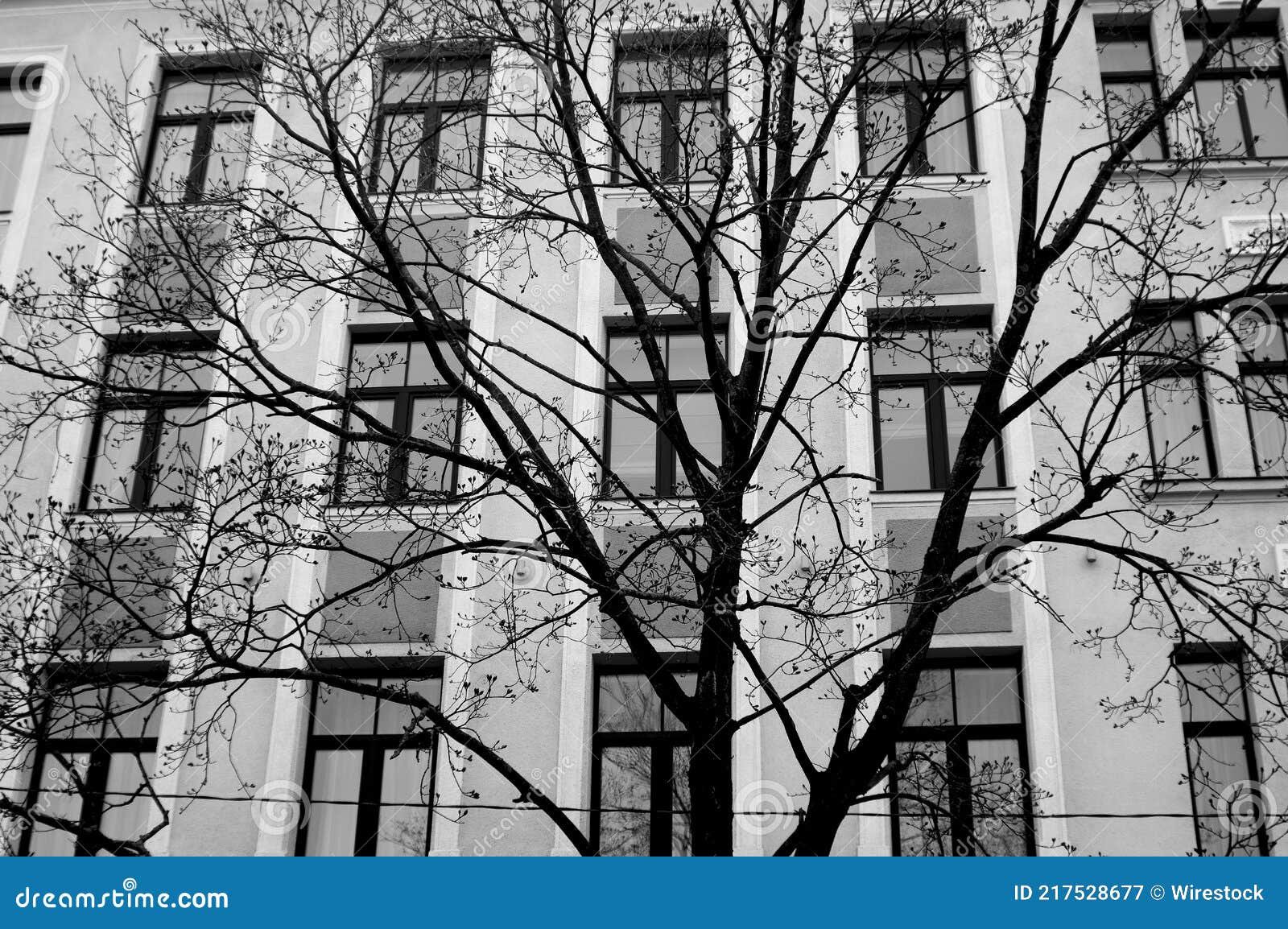 Grayscale Shot of a Bare Tree on a Building S Background Stock Image ...