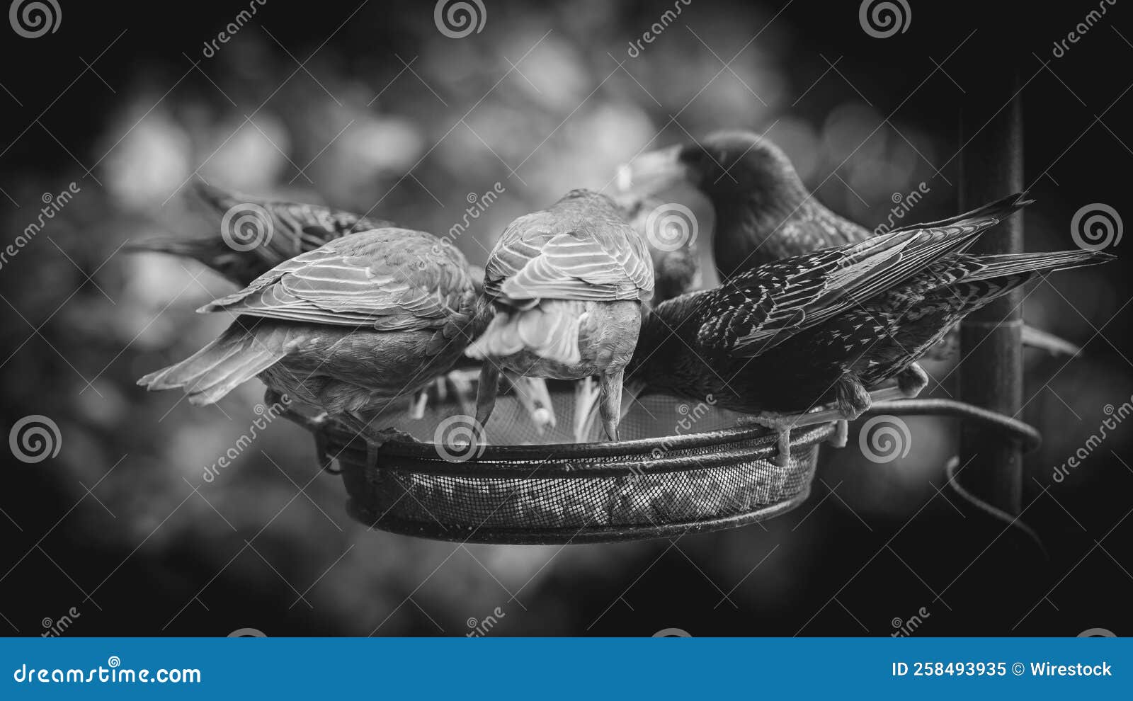 Grayscale Shot of the Birds Eating Stock Image - Image of wallpaper ...