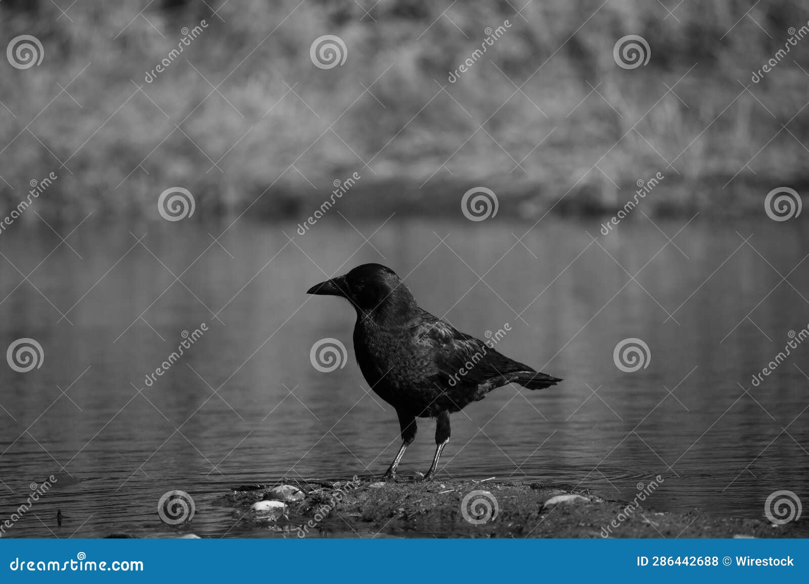 Grayscale Shot of a Black Raven Standing in the Water Stock Photo ...