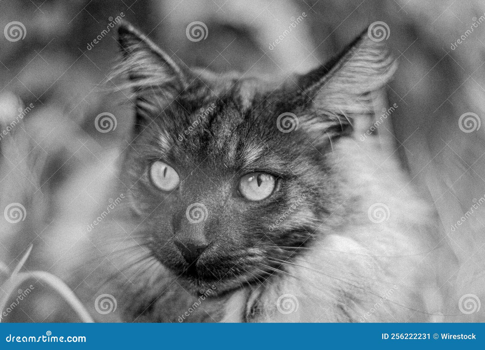 Grayscale Shot of a Cat on a Blur Stock Image - Image of feline, eyes ...